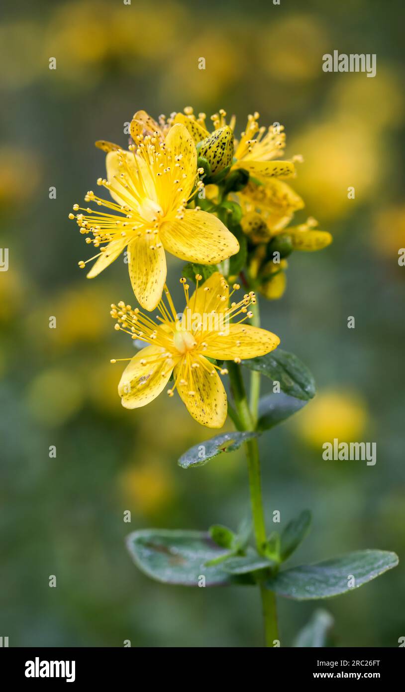 Imperforate st hi-res stock photography and images - Alamy
