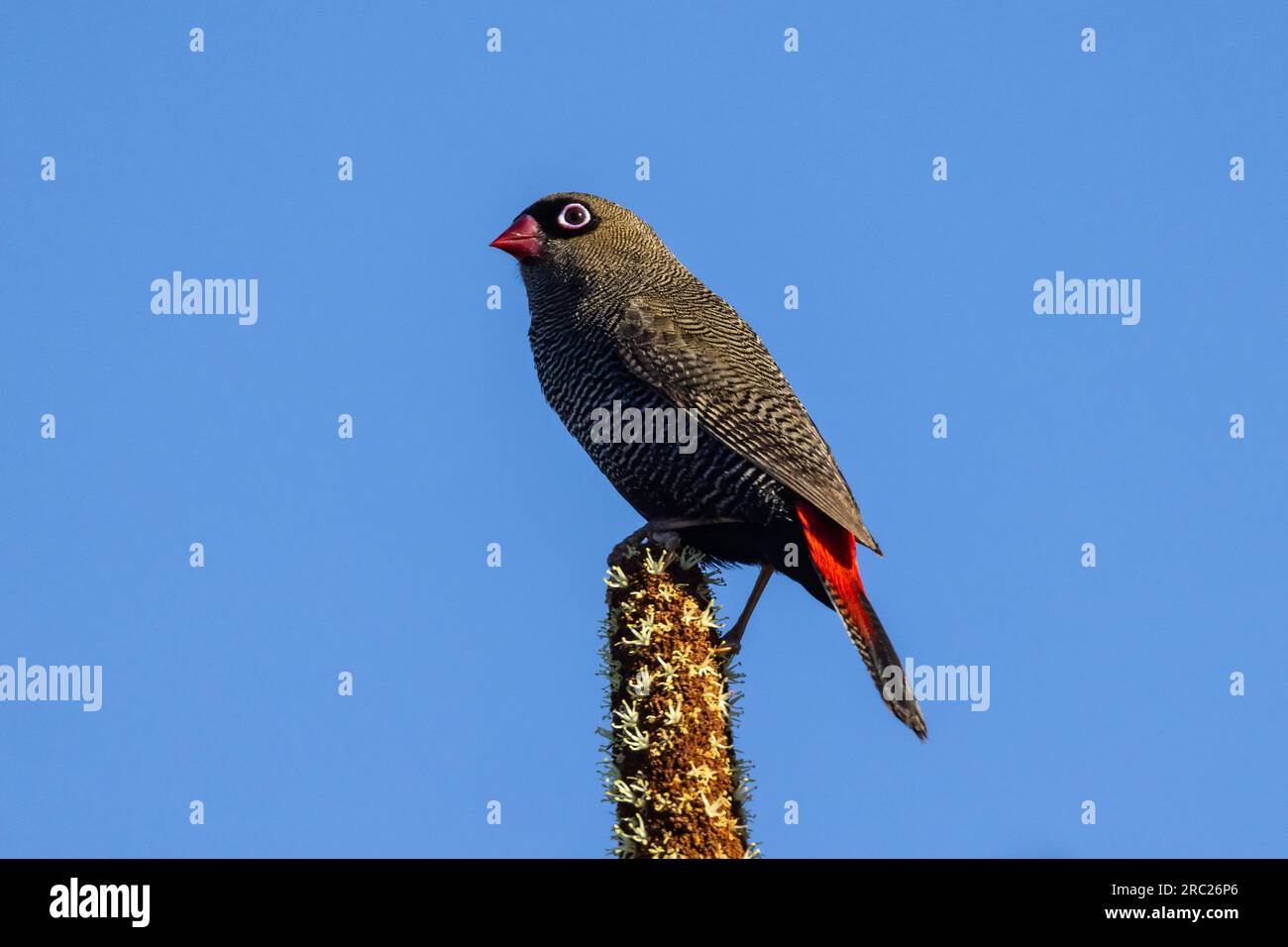 Australian Beautiful Firetail perched on native Grass Tree spike Stock ...