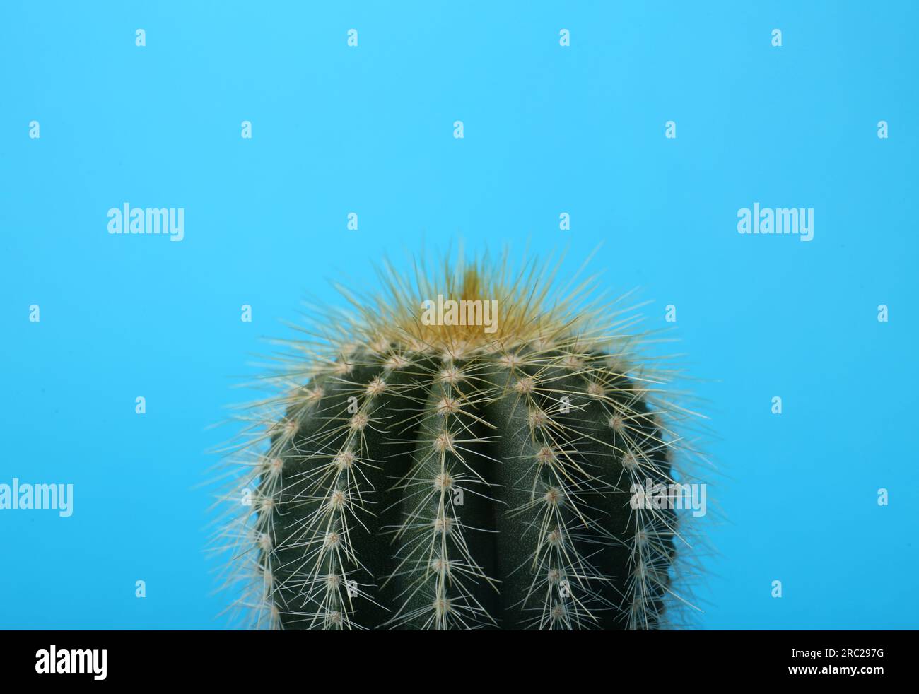 Beautiful green cactus on light blue background, closeup. Tropical ...