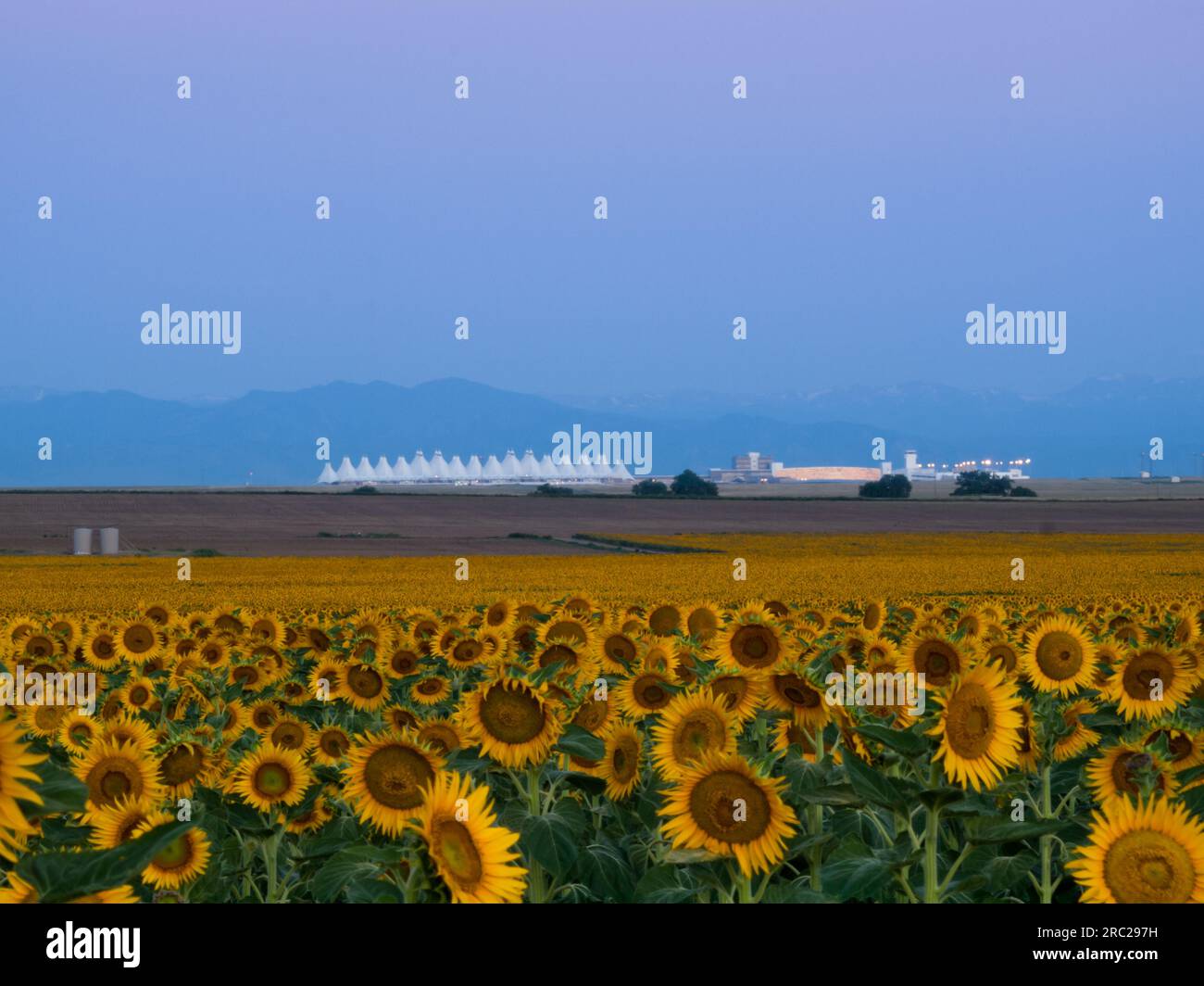 Dia sunflowers hi-res stock photography and images - Alamy