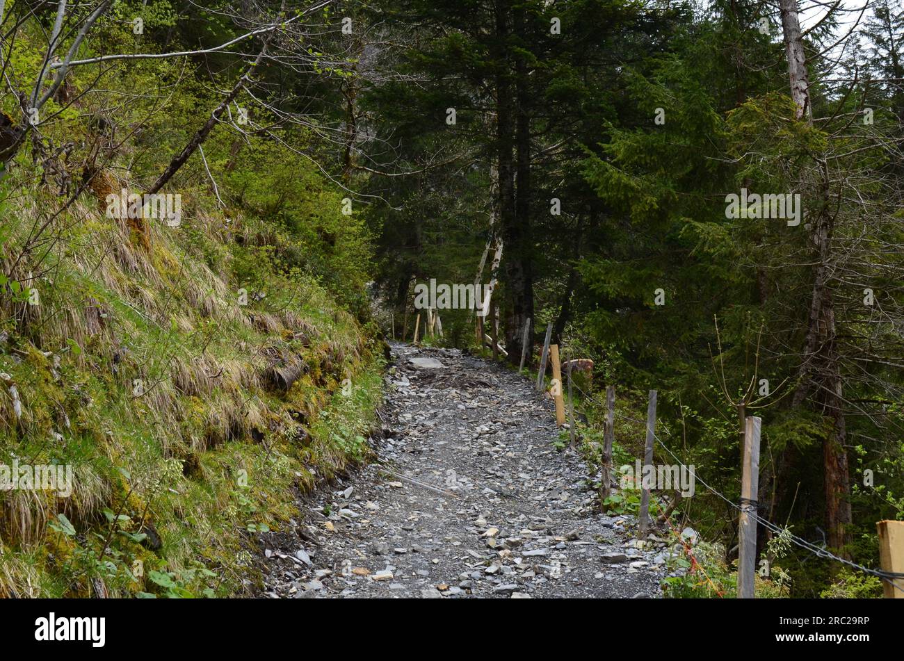 Beautiful view of pathway among green trees and plants in forest Stock ...