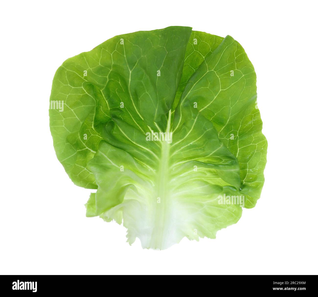 Fresh green butter lettuce leaf isolated on white Stock Photo - Alamy