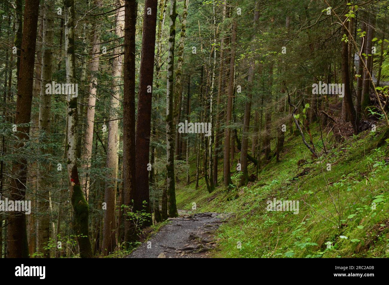 Beautiful view of pathway among green tall trees in forest Stock Photo ...