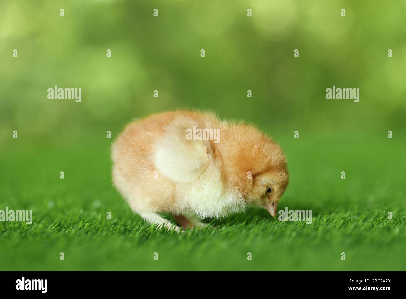 Cute chick on green artificial grass outdoors, closeup. Baby animal ...