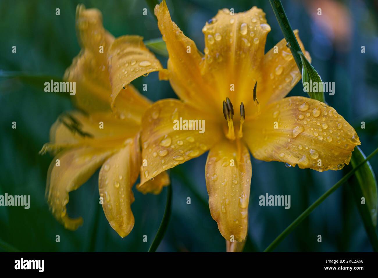 Lush colorful day lily flower close up with drops of water on it Stock ...