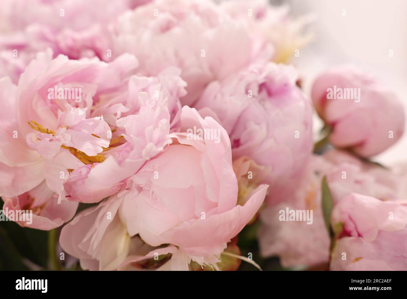 Beautiful pink peonies on white background, closeup Stock Photo - Alamy