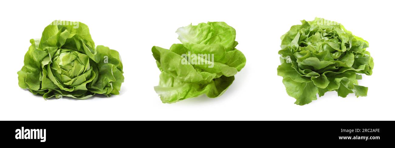 Set of fresh butterhead lettuce on white background, different views ...