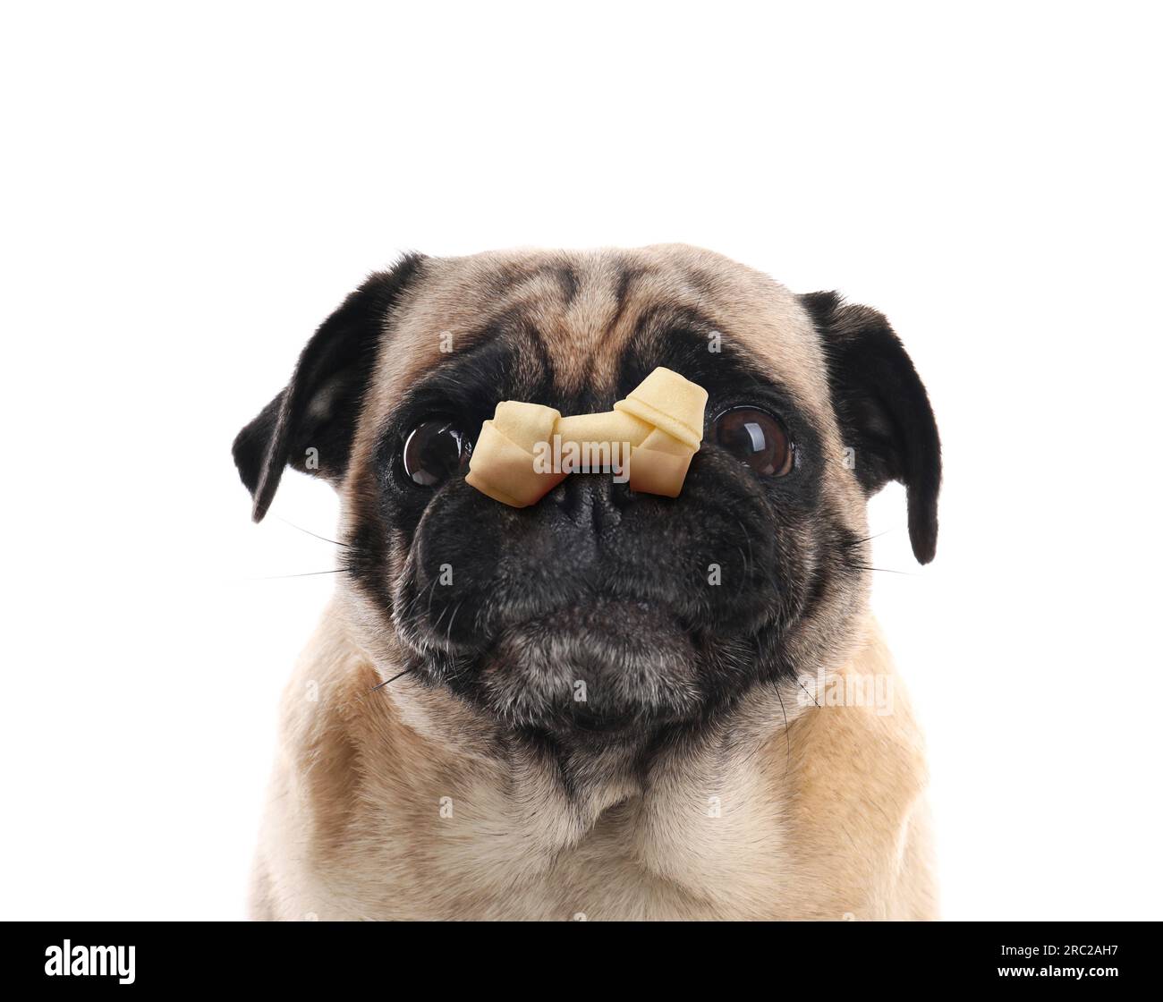 Cute pug dog with chew bone on nose against white background Stock ...