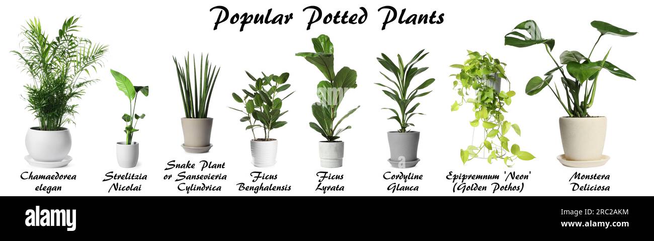 Set of many different popular potted plants with names on white ...