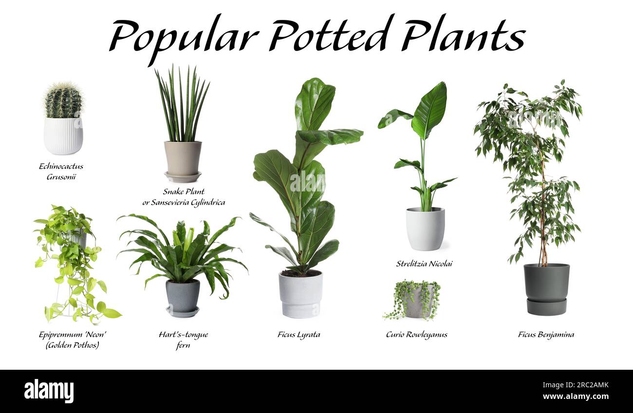 Set of many different popular potted plants with names on white ...