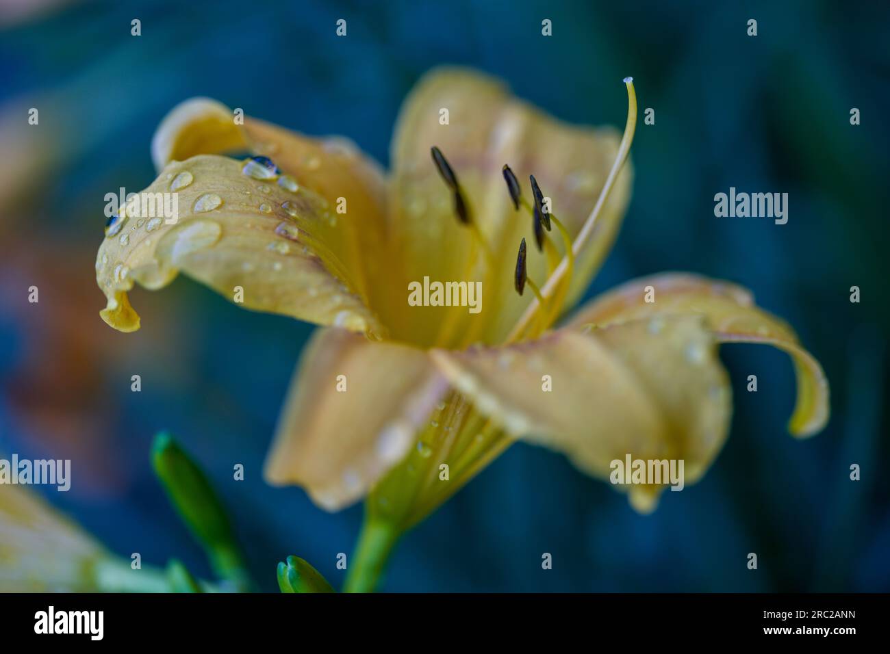 Lush colorful day lily flower close up with drops of water on it Stock ...