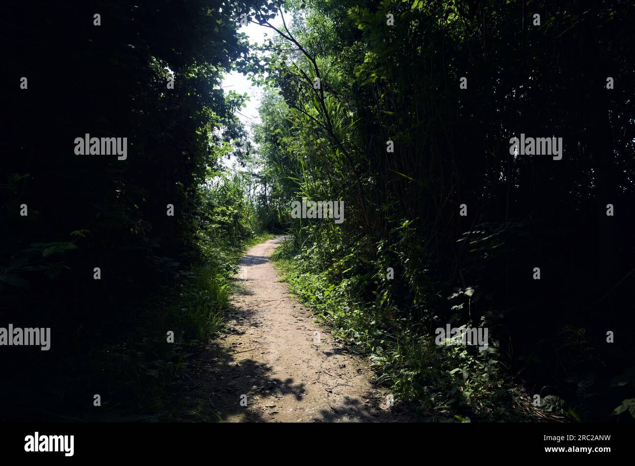 Trail between bushes in a park by the shore of a river in the italian ...