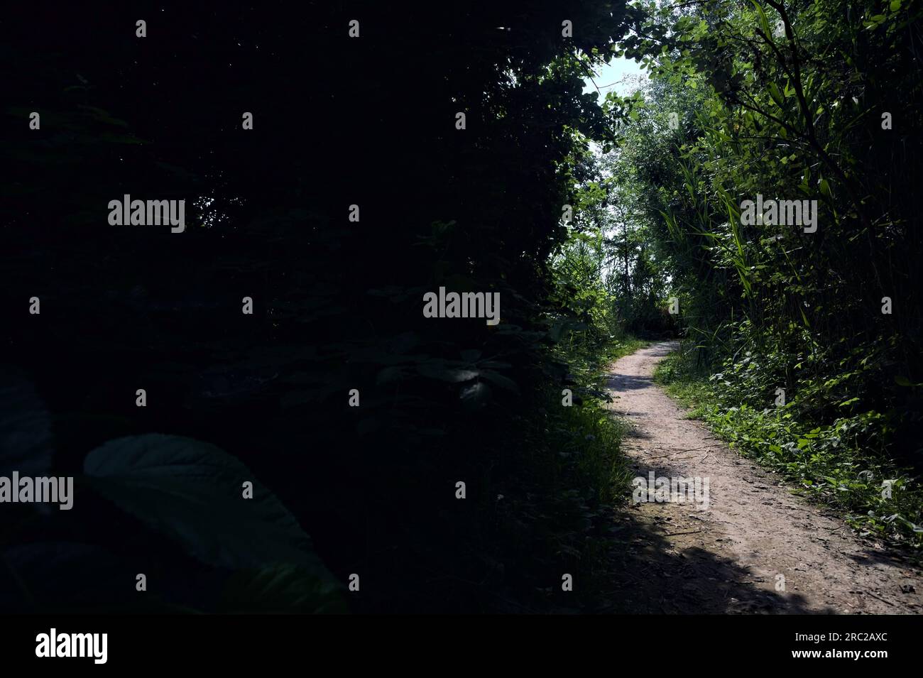 Trail between bushes in a park by the shore of a river in the italian ...