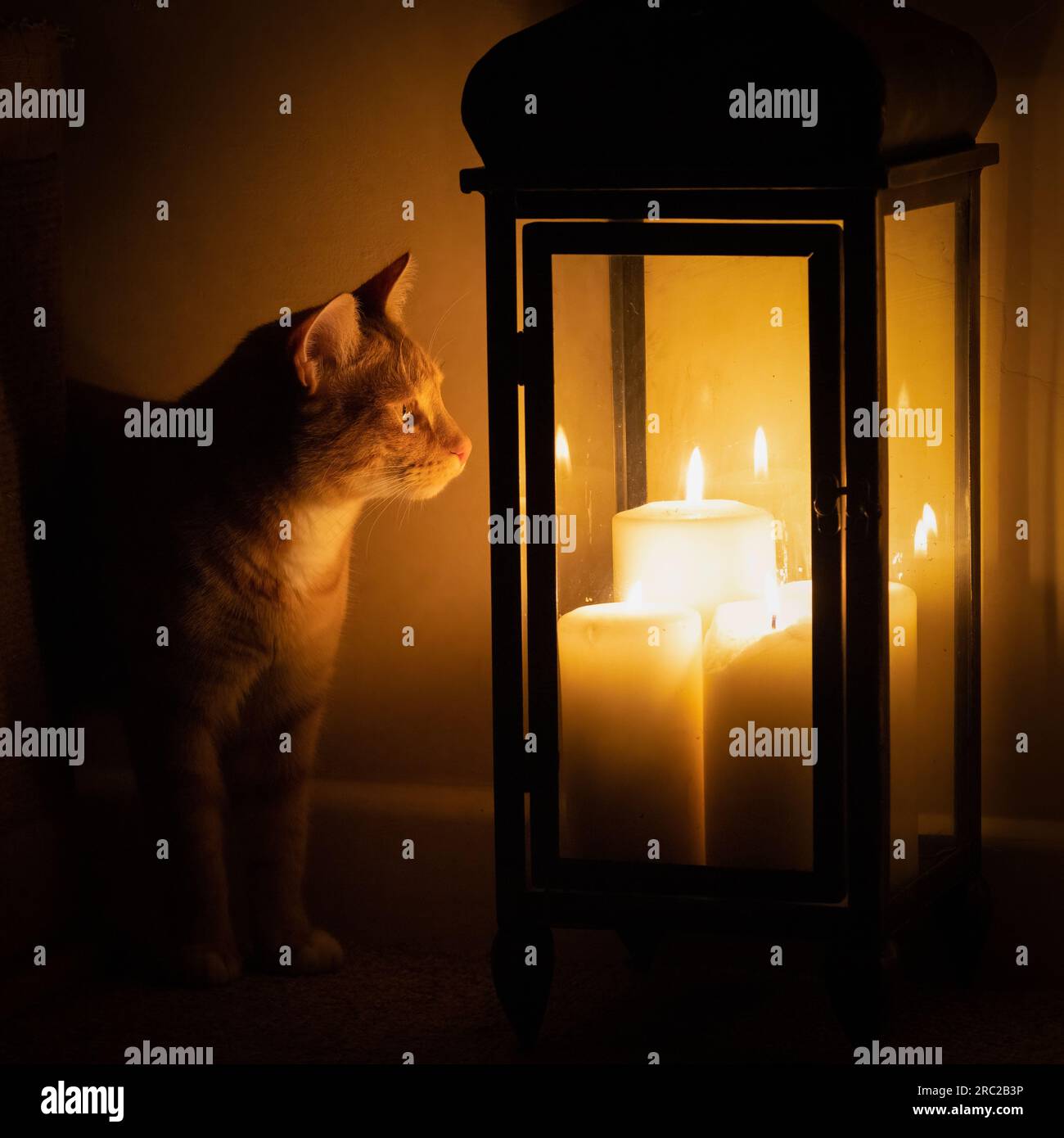 Ginger kitten looking into candle lit lamp Stock Photo - Alamy