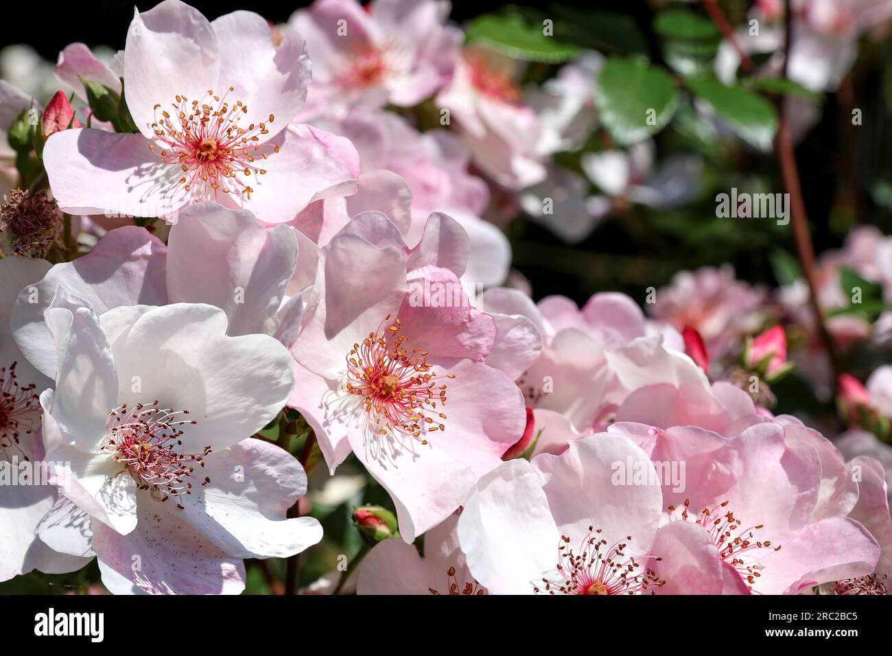 The bee-friendly rose variety "For your eyes only Stock Photo - Alamy