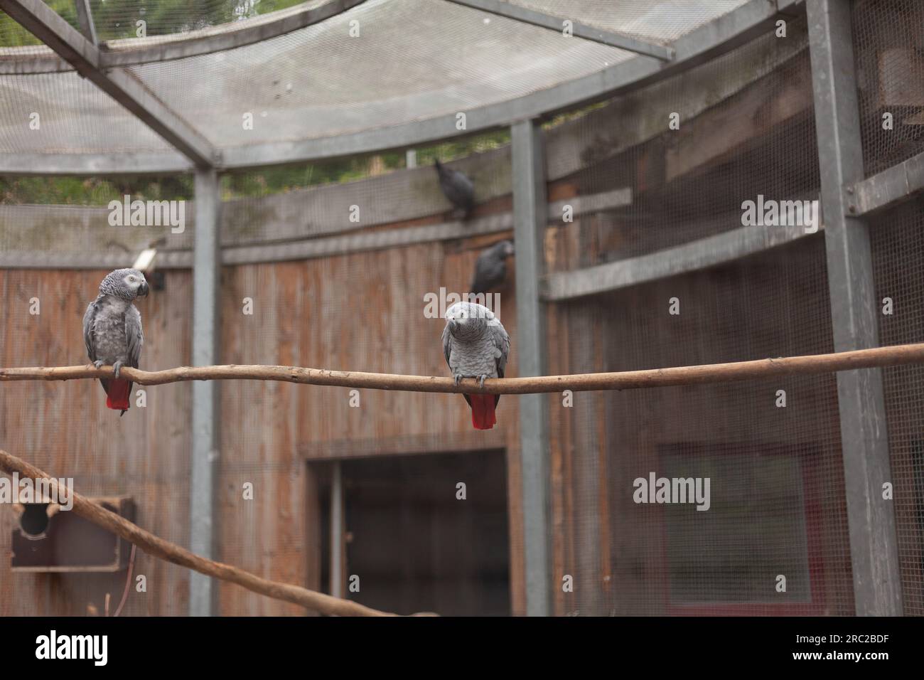 Two beautiful large parrots hi-res stock photography and images - Alamy