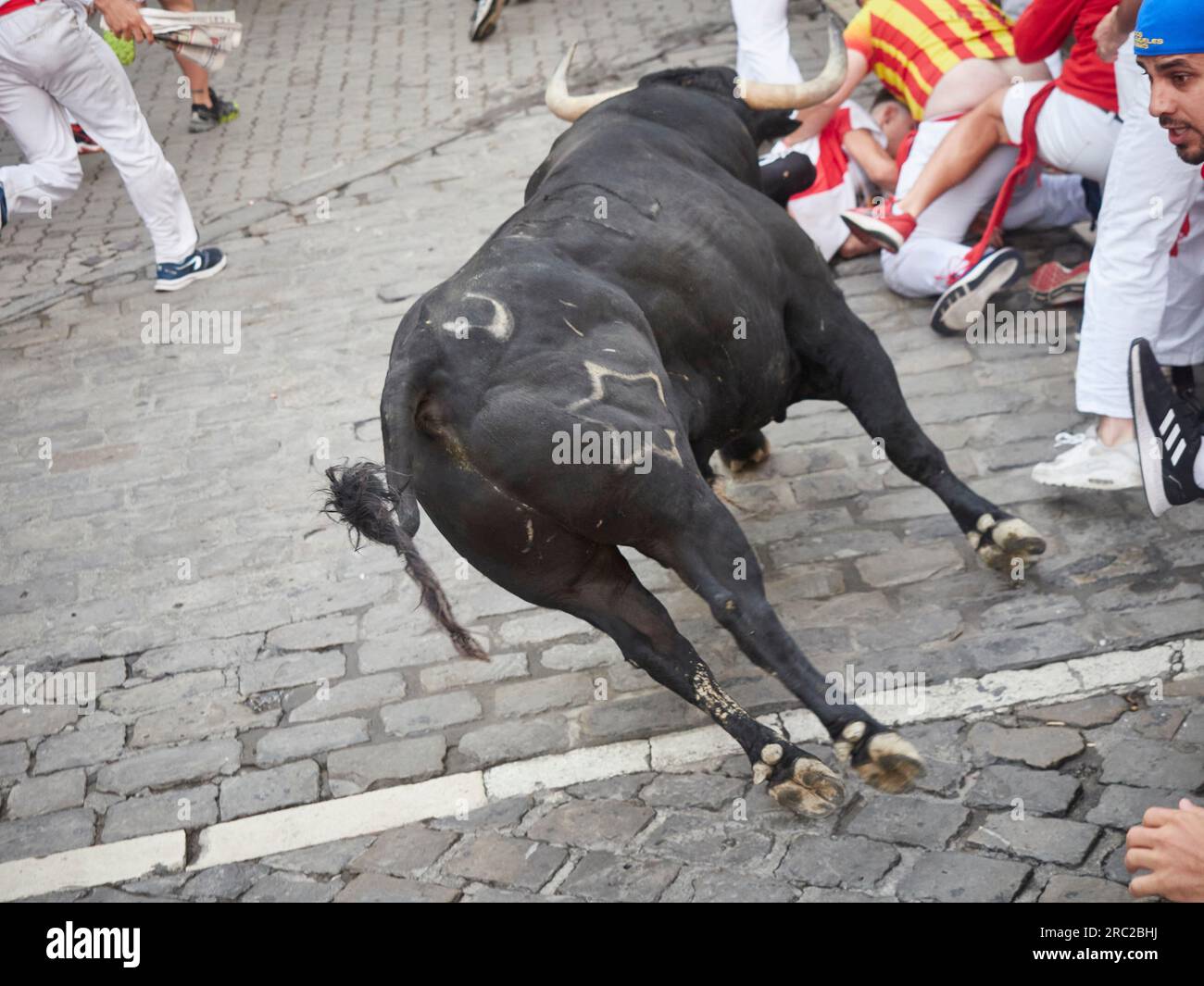 A bull during the sixth running of the bulls of the San Fermin 2023 ...