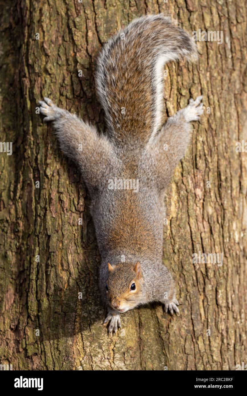 Woodland sciurus hi-res stock photography and images - Alamy