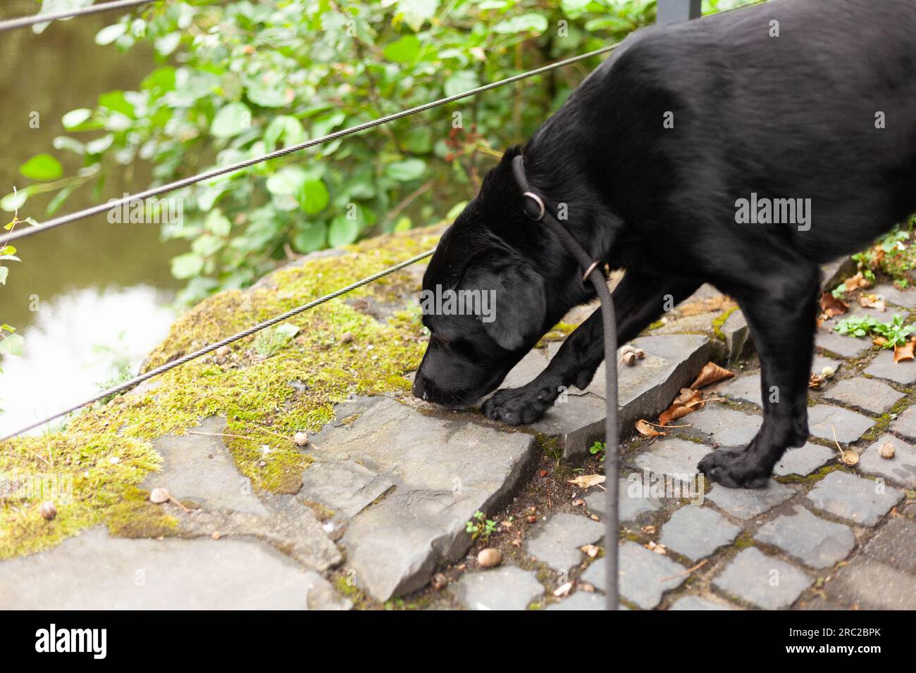 Black Labrador Retriever is walking on the stone path in the park Stock ...