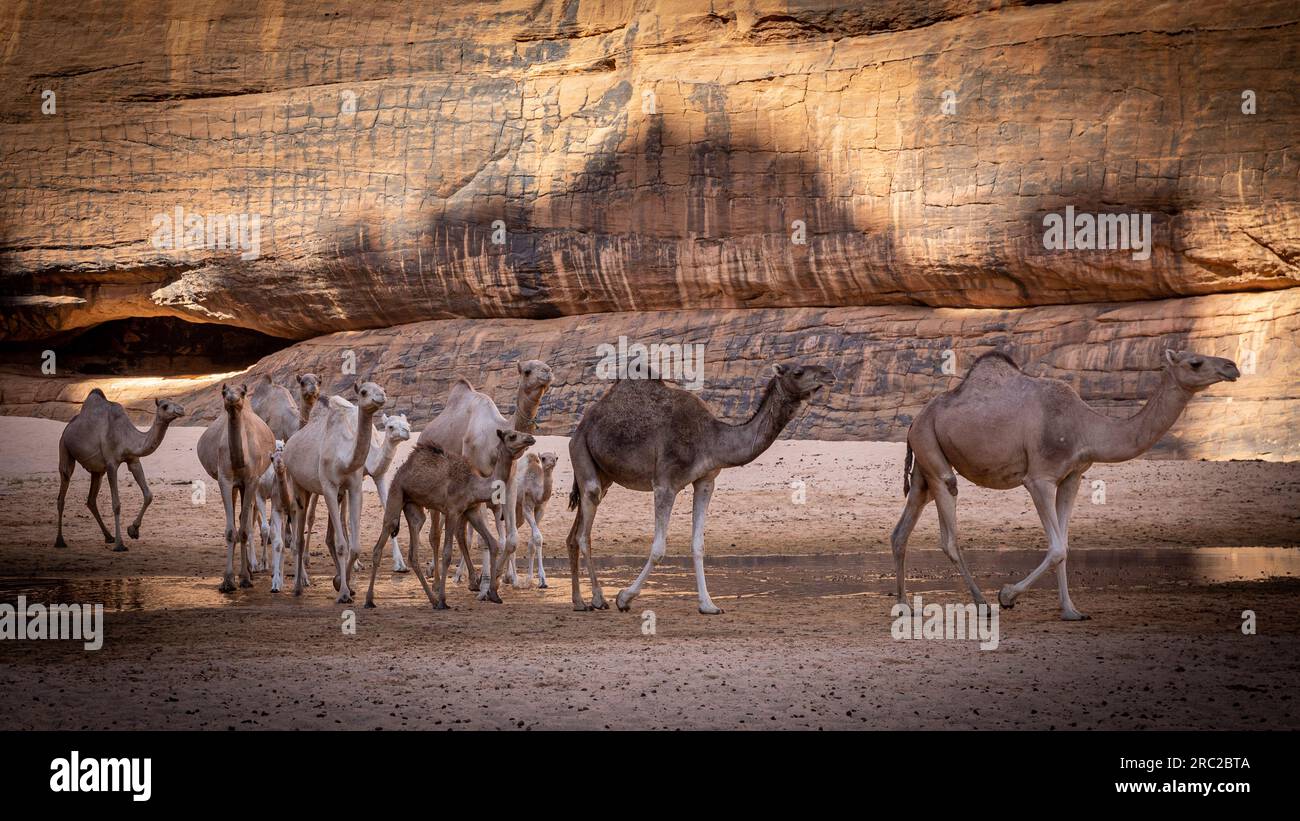 Serenity in motion as a group of camels traverse the historical canyons ...