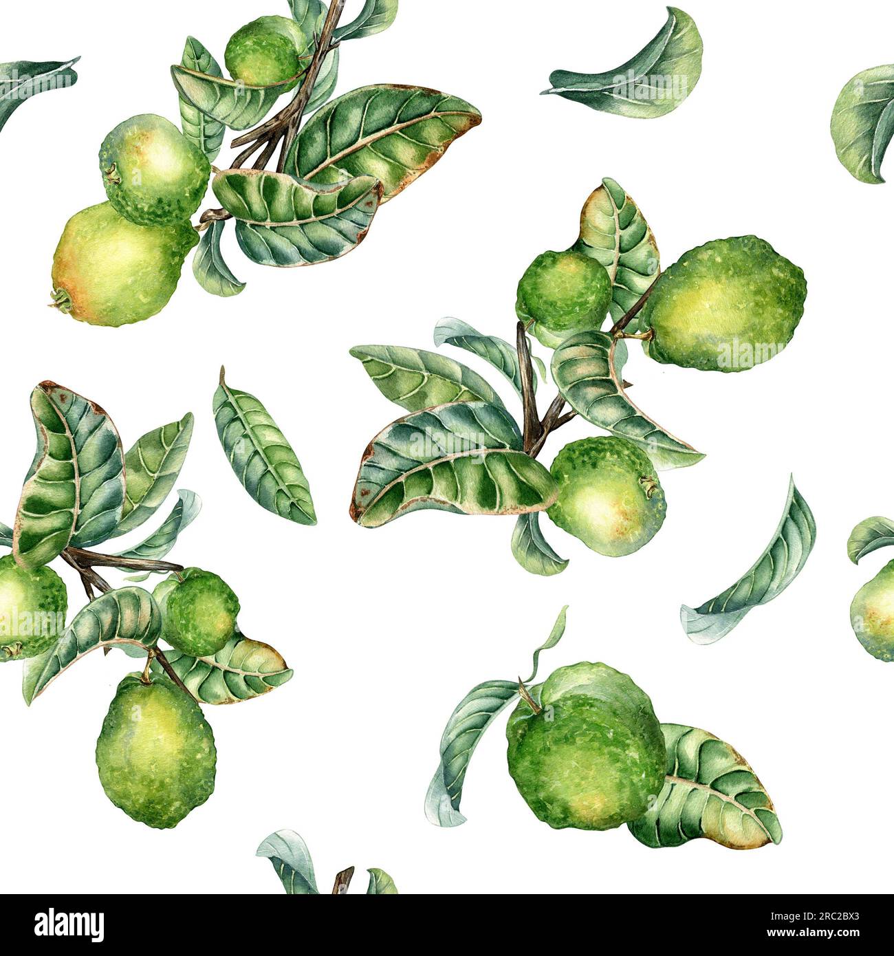 Branch of tree and single guava fruit watercolor seamless pattern ...