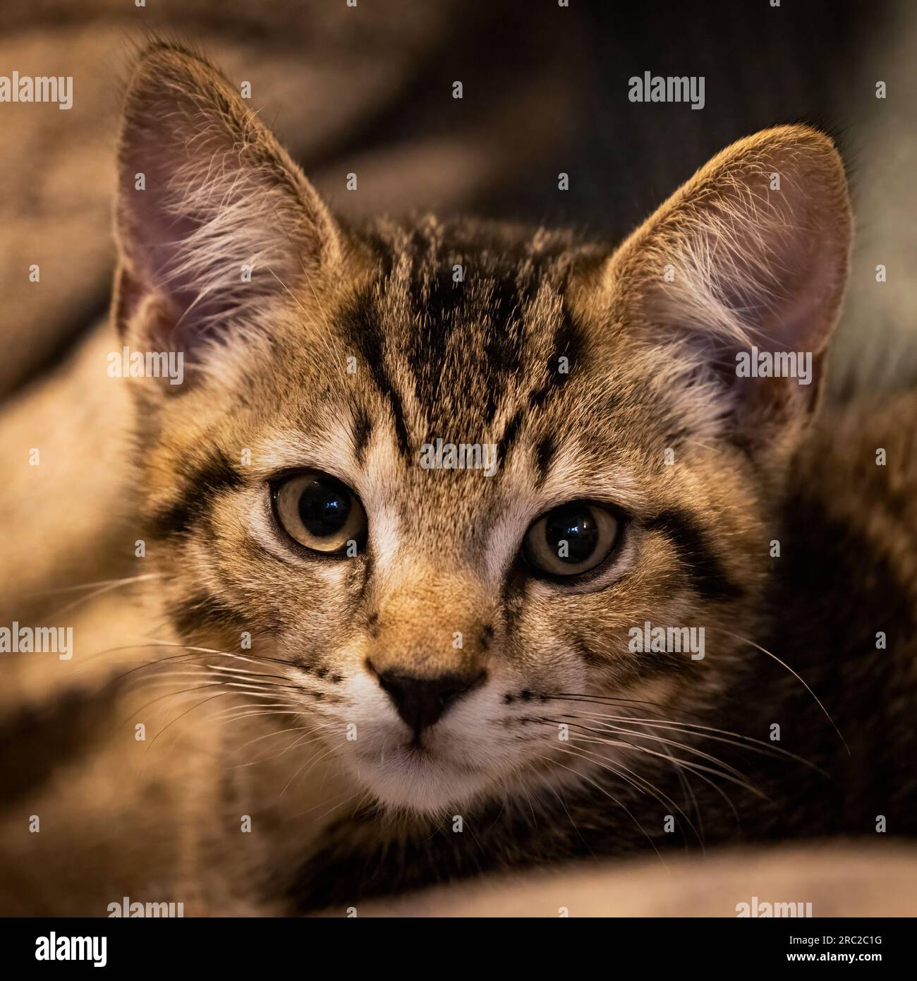 Tabby kitten head shot Stock Photo - Alamy