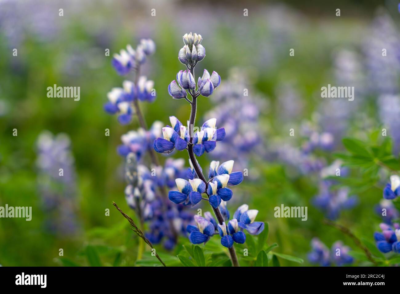 Blooming blue wild lupine (Lupinus perennis Stock Photo - Alamy Blooming blue wild lupine (Lupinus perennis Stock Photo - Alamy