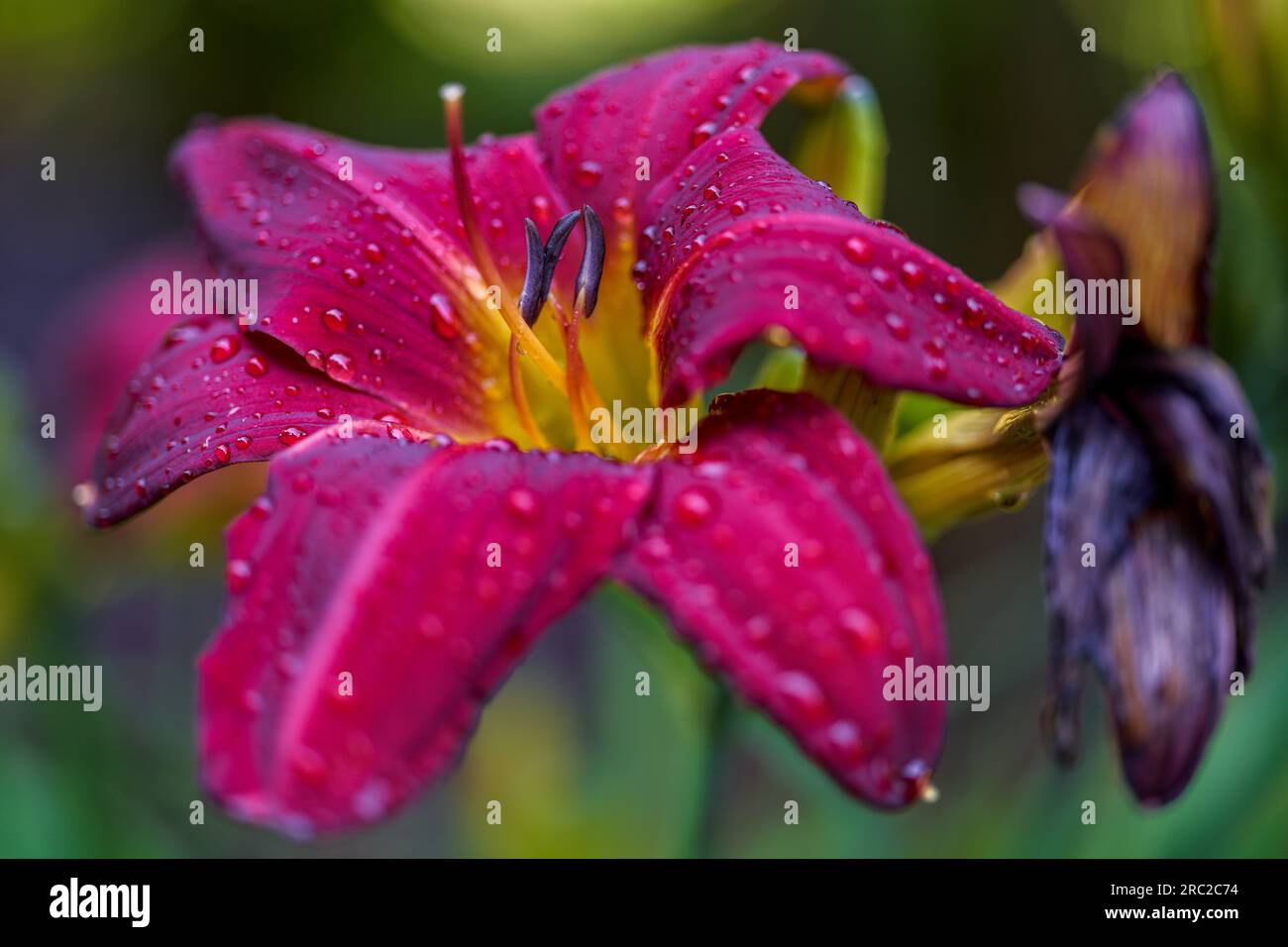 Lush colorful day lily flower close up with drops of water on it Stock ...