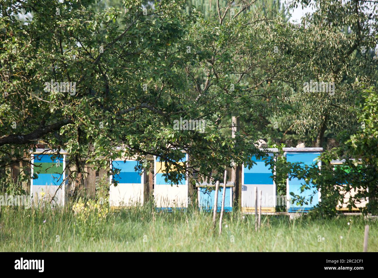 Multi-colored bee hives. Stand in rows in a village garden Stock Photo ...