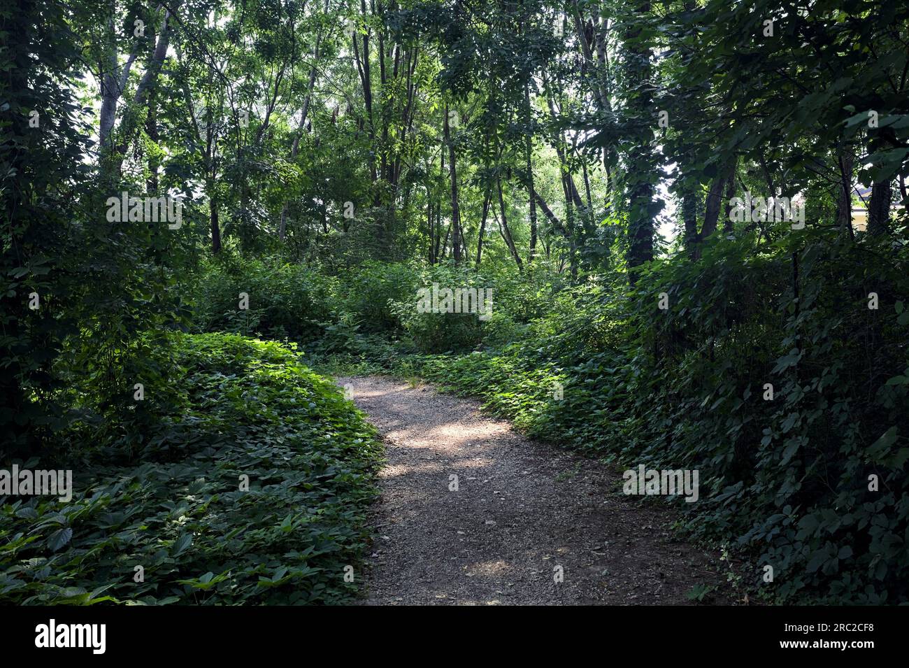 Canopy exploration hi-res stock photography and images - Alamy