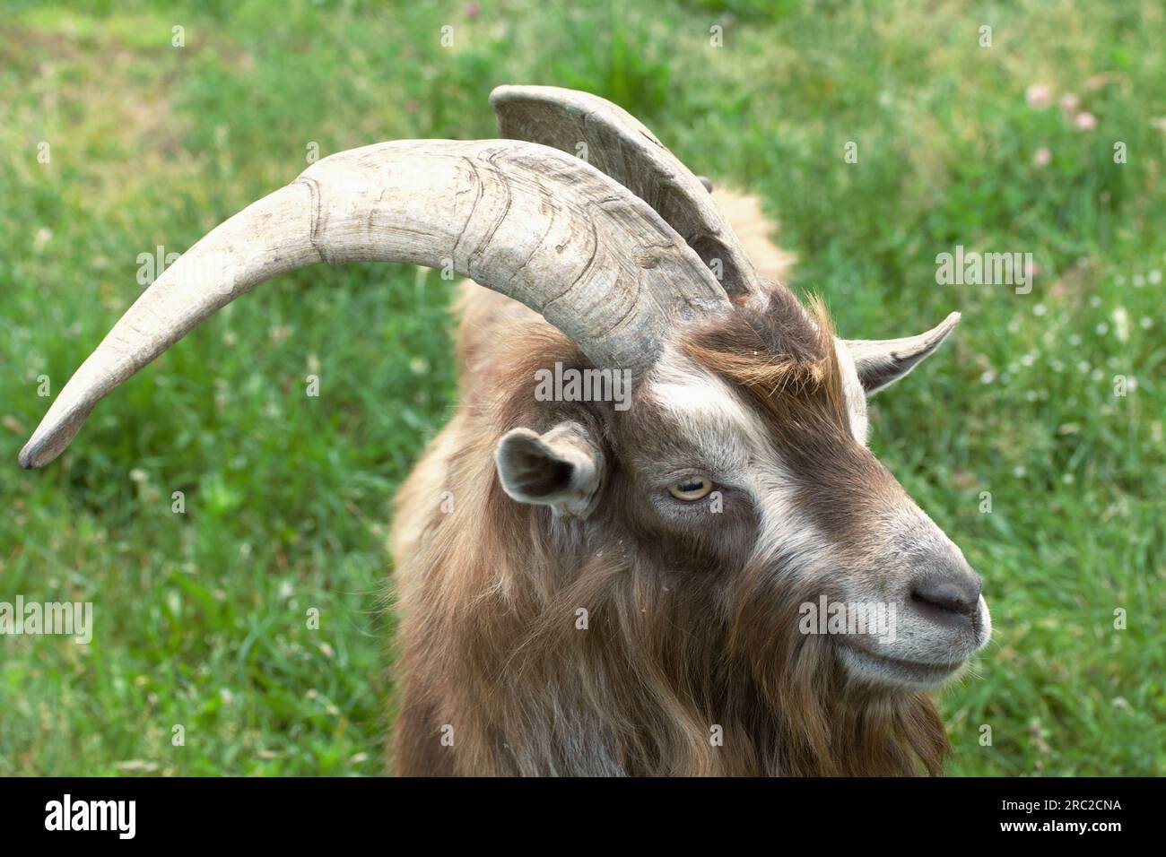 Mountain goat with curled horns. In the zoo enclosure. Close-up Stock ...