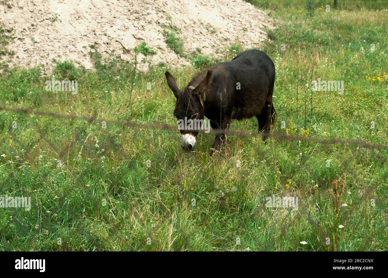 Little grey donkey hi-res stock photography and images - Alamy