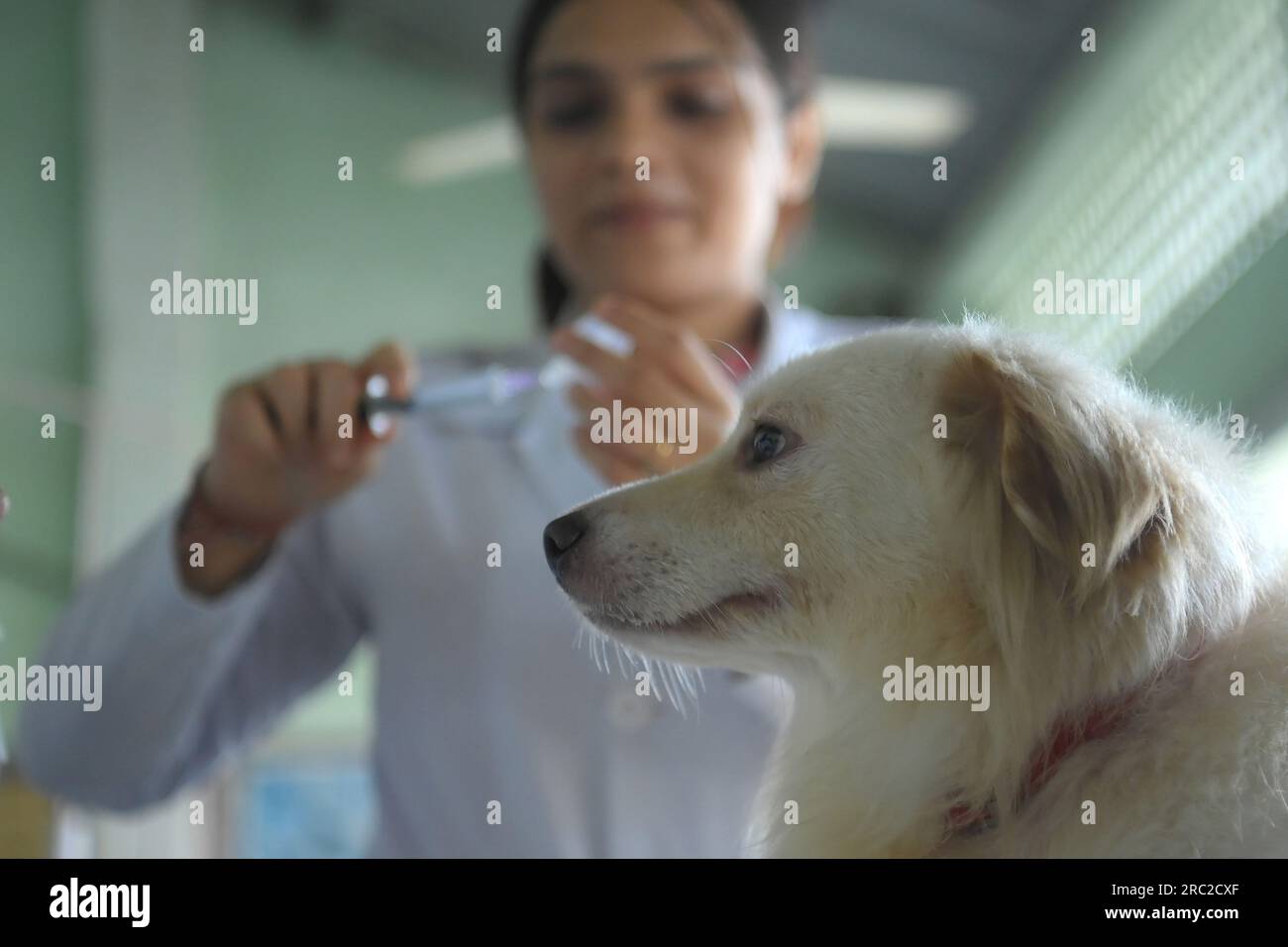 Animals are getting treatment and vaccination on World Zoonoses Day in ...