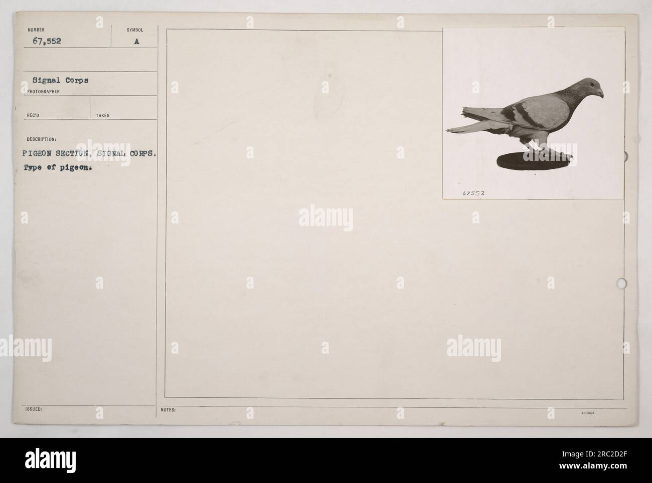Pigeon Section in the Signal Corps, depicting a specific pigeon ...