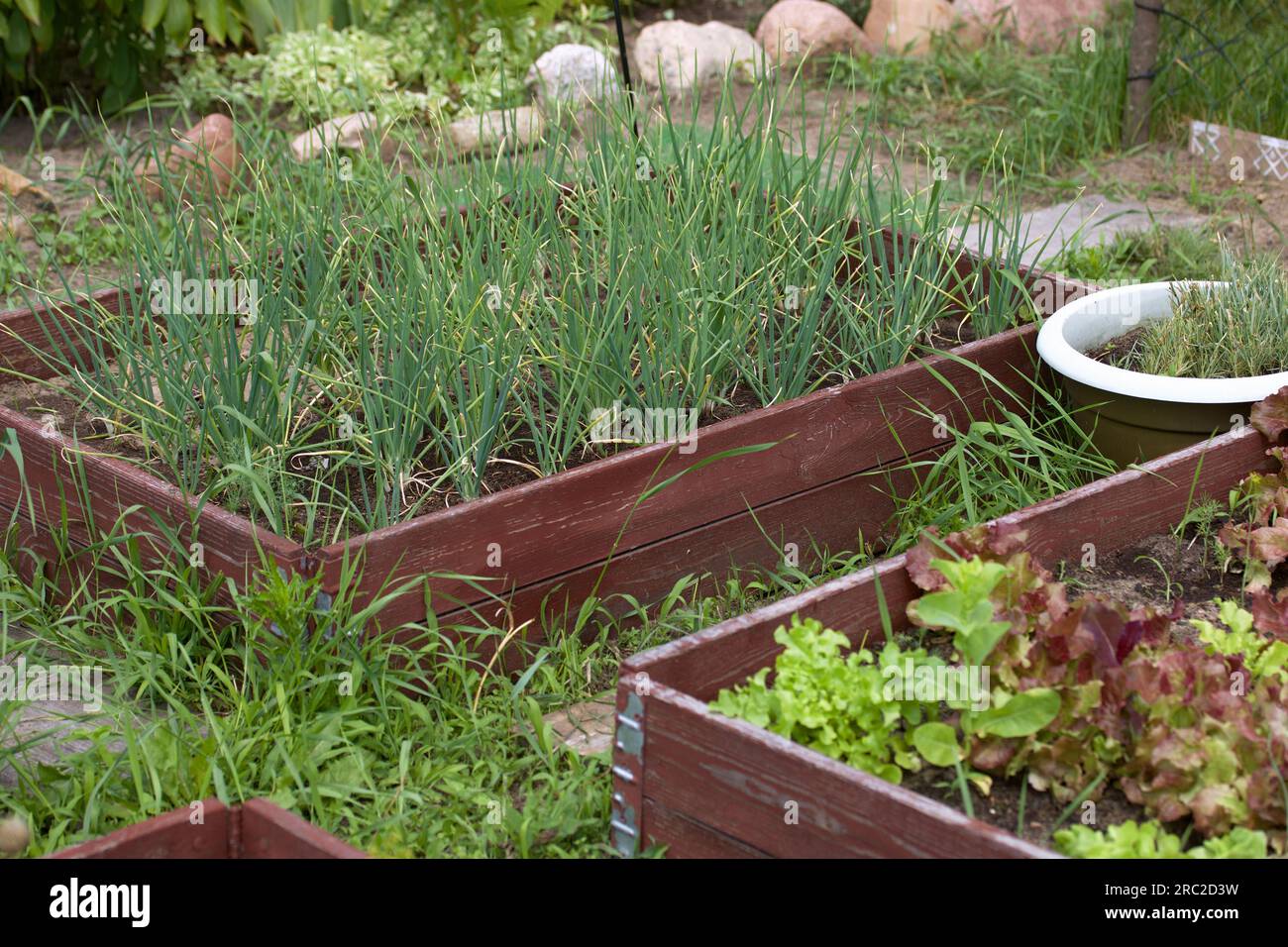 Beds with herbs and vegetables. Farming in the village Stock Photo - Alamy