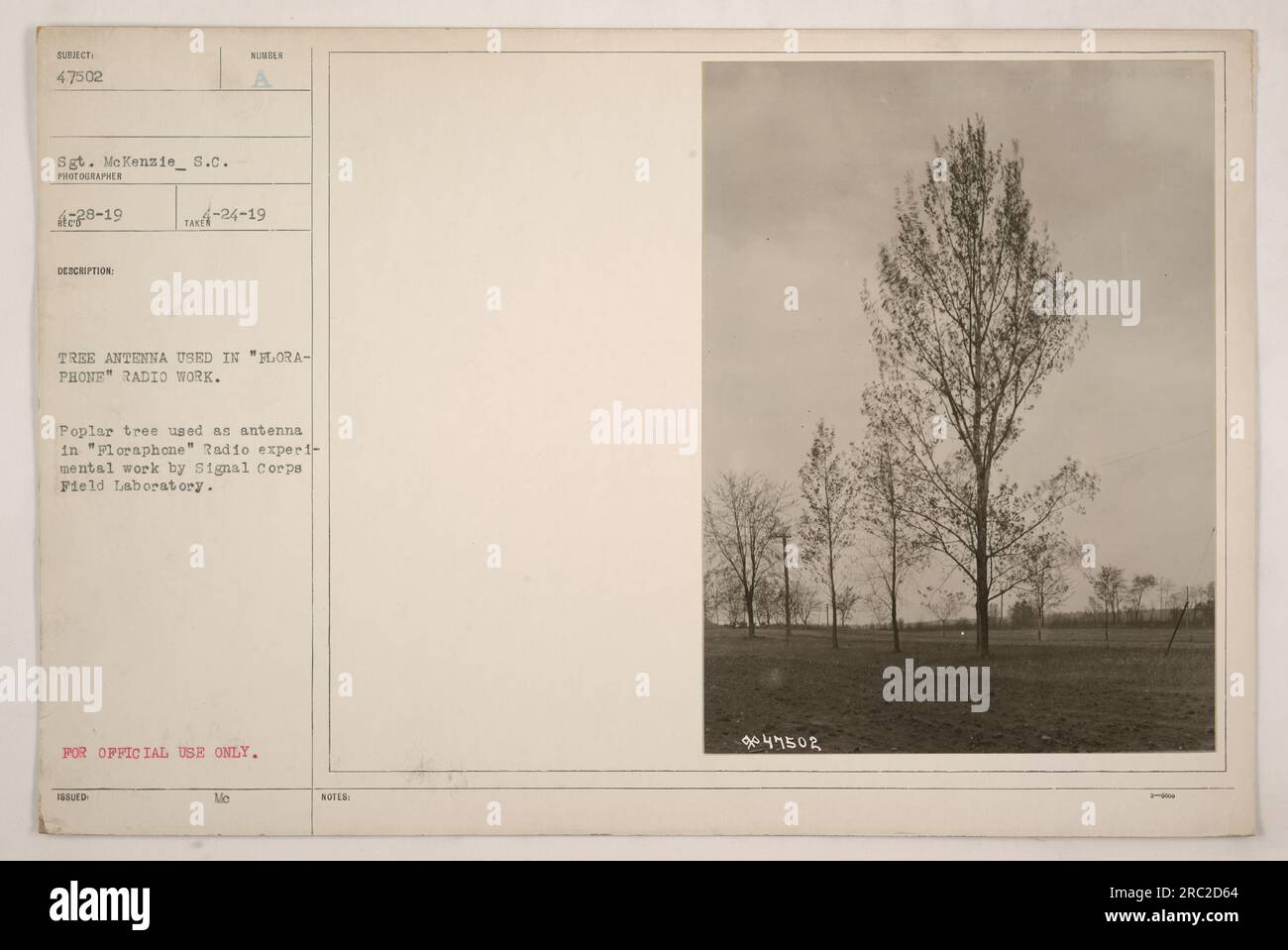 Tree antenna used in "Floraphone" radio experimental work by the Signal ...