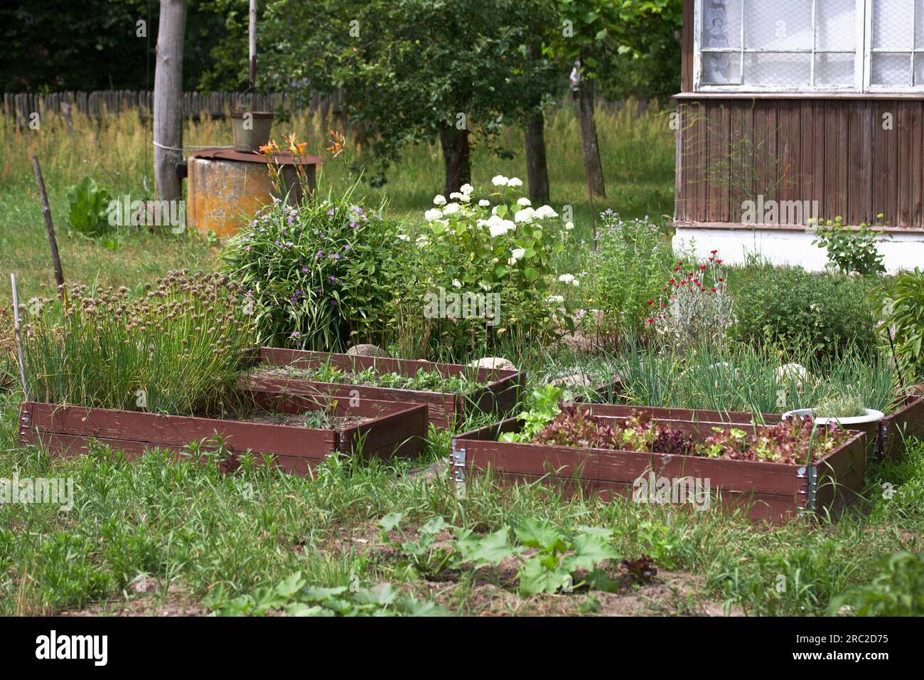 Beds with herbs and vegetables. Farming in the village Stock Photo - Alamy