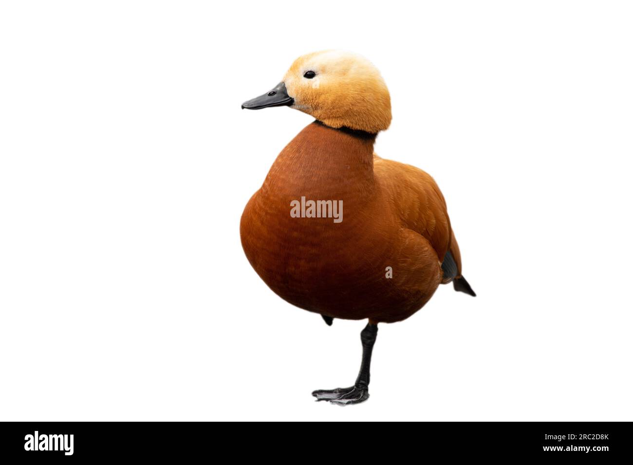 Krulo hi-res stock photography and images - Alamy