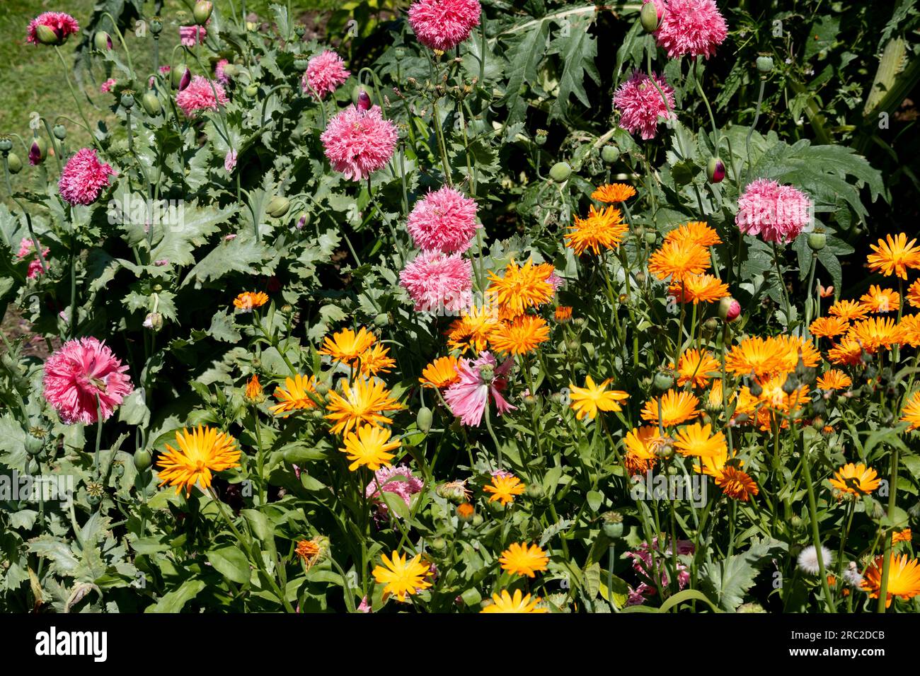 Marigolds flowers hi-res stock photography and images - Alamy