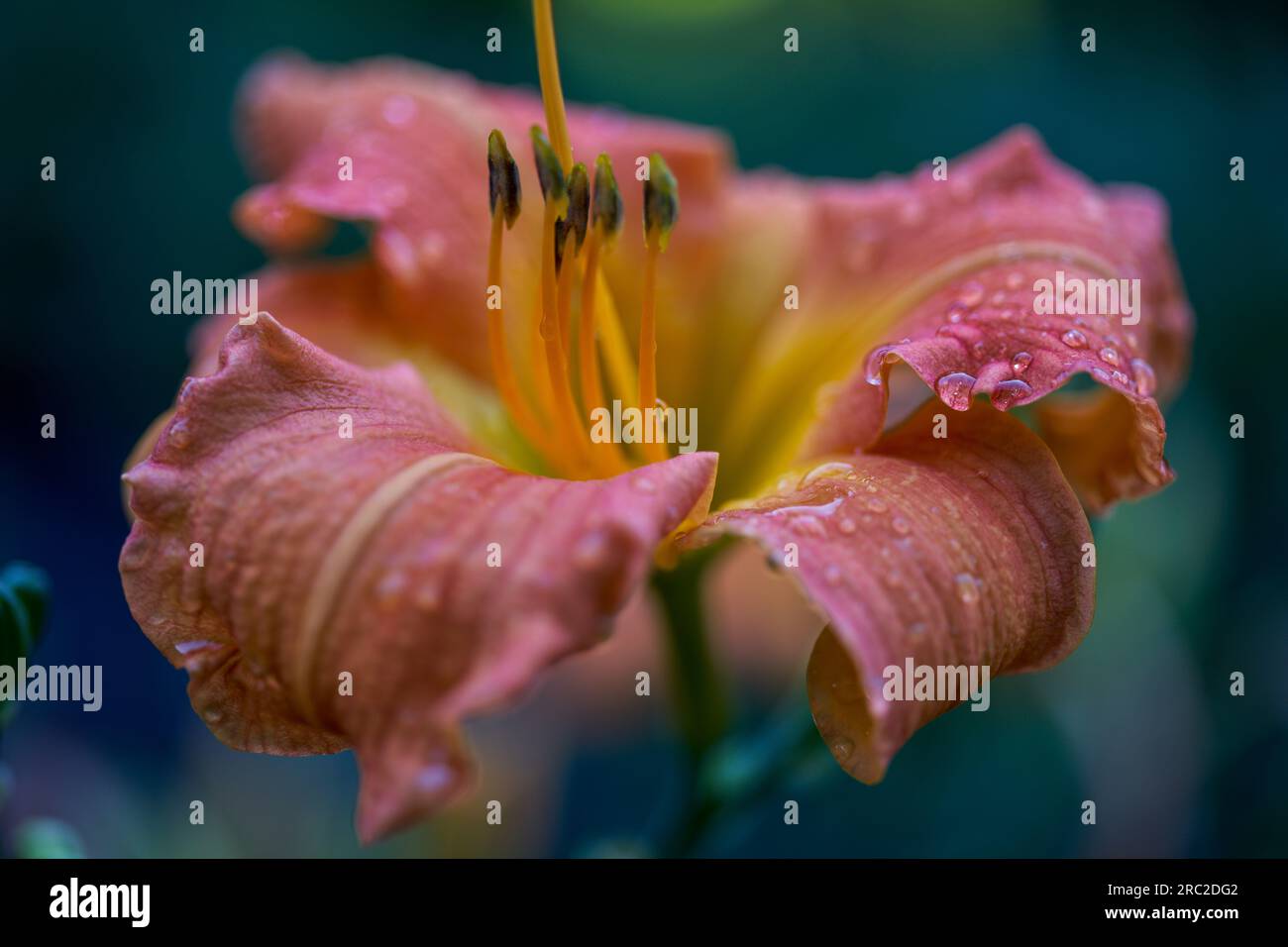 Lush colorful day lily flower close up with drops of water on it Stock ...