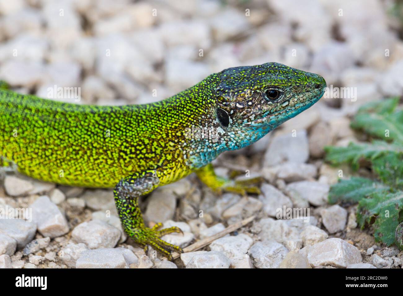 Male European green lizard (Lacerta viridis), Hungary Stock Photo - Alamy