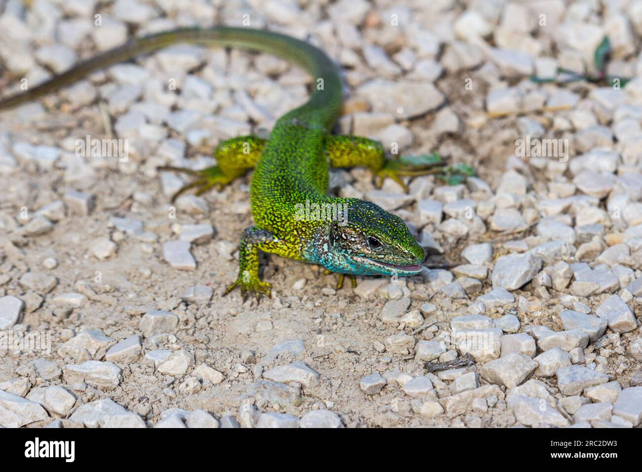 Male European green lizard (Lacerta viridis), Hungary Stock Photo - Alamy