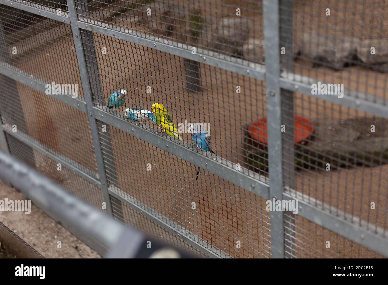 Parrots in a cage on the street. Birds in cages Stock Photo - Alamy