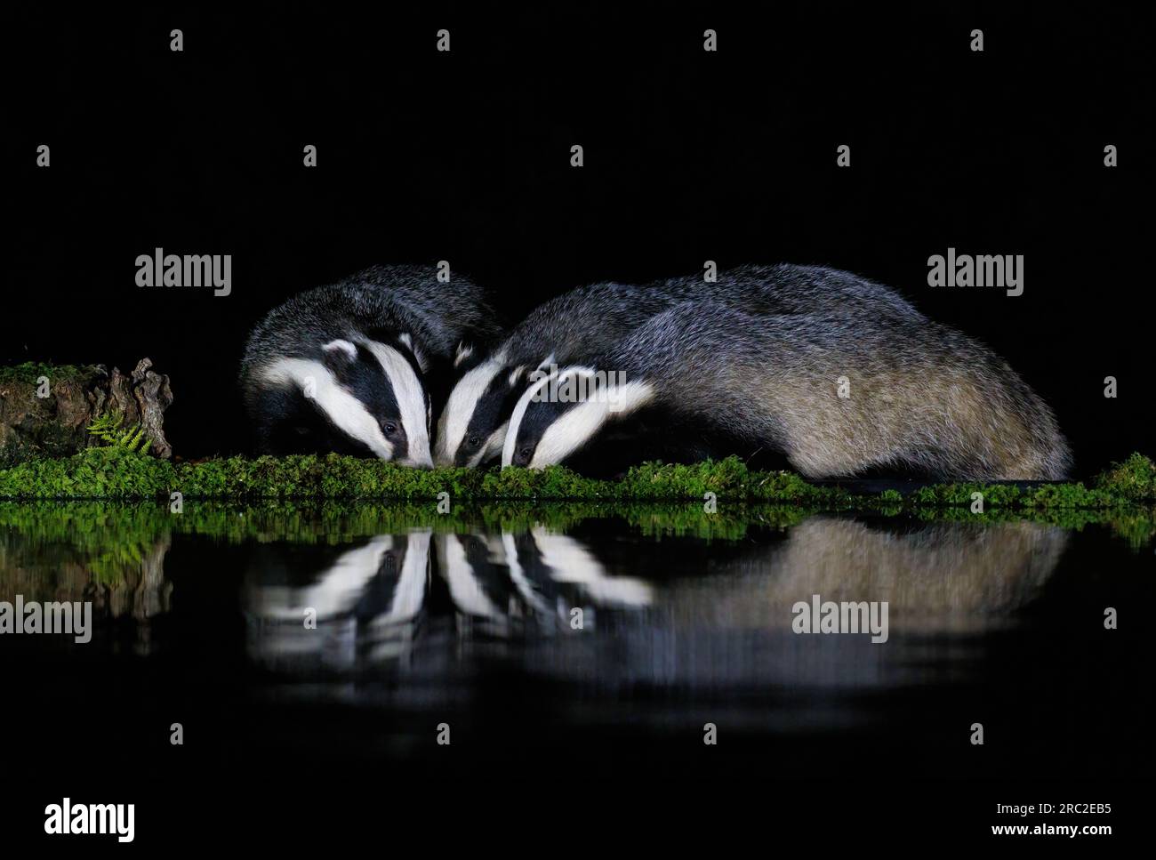 European Badger [ Meles meles ] 3 animals feeding at a baited ...