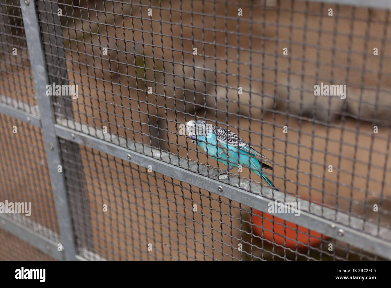 Blue budgerigar in a cage at a bird sanctuary Stock Photo - Alamy
