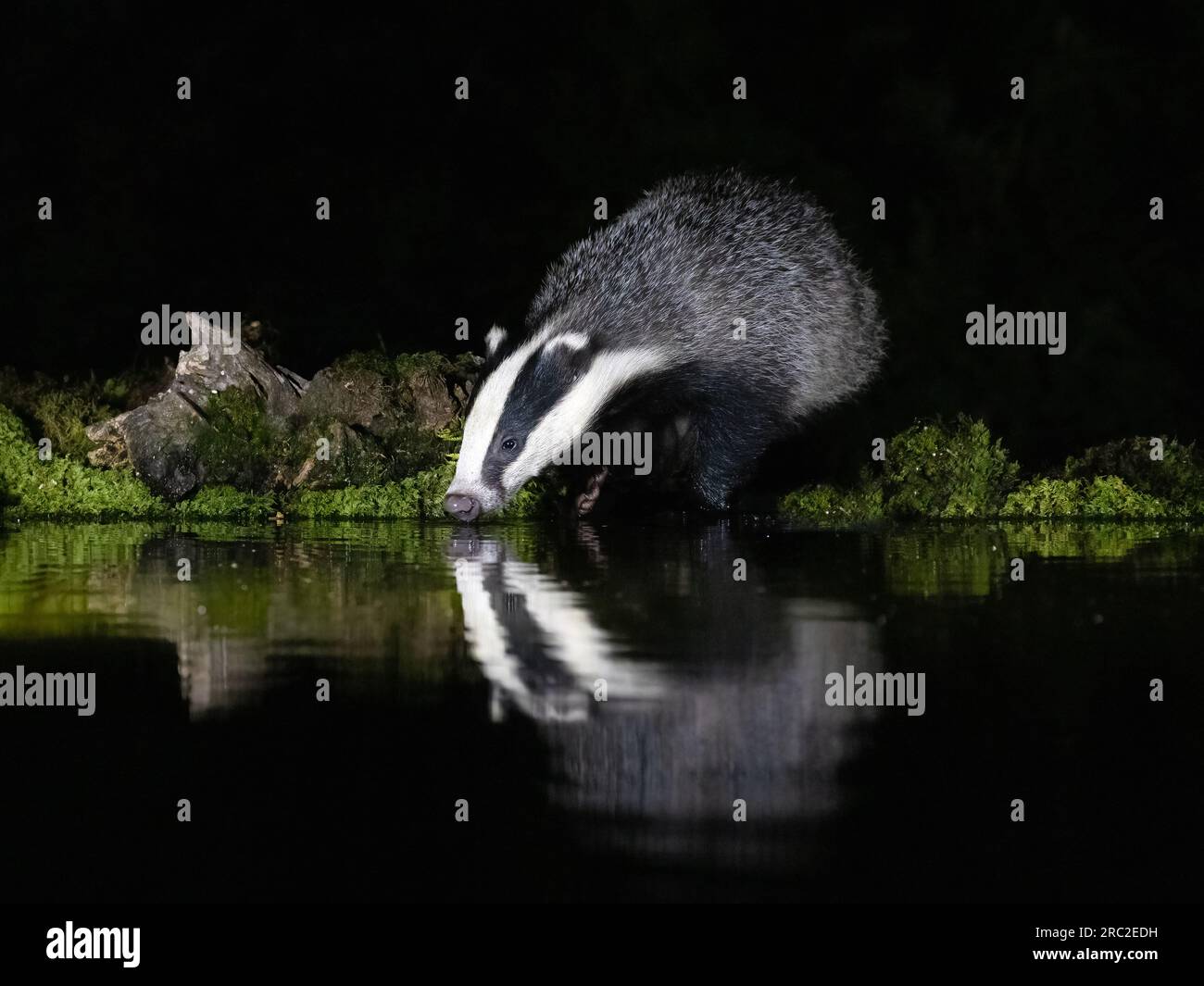 European Badger [ Meles meles ] drinking from a baited reflection pool ...