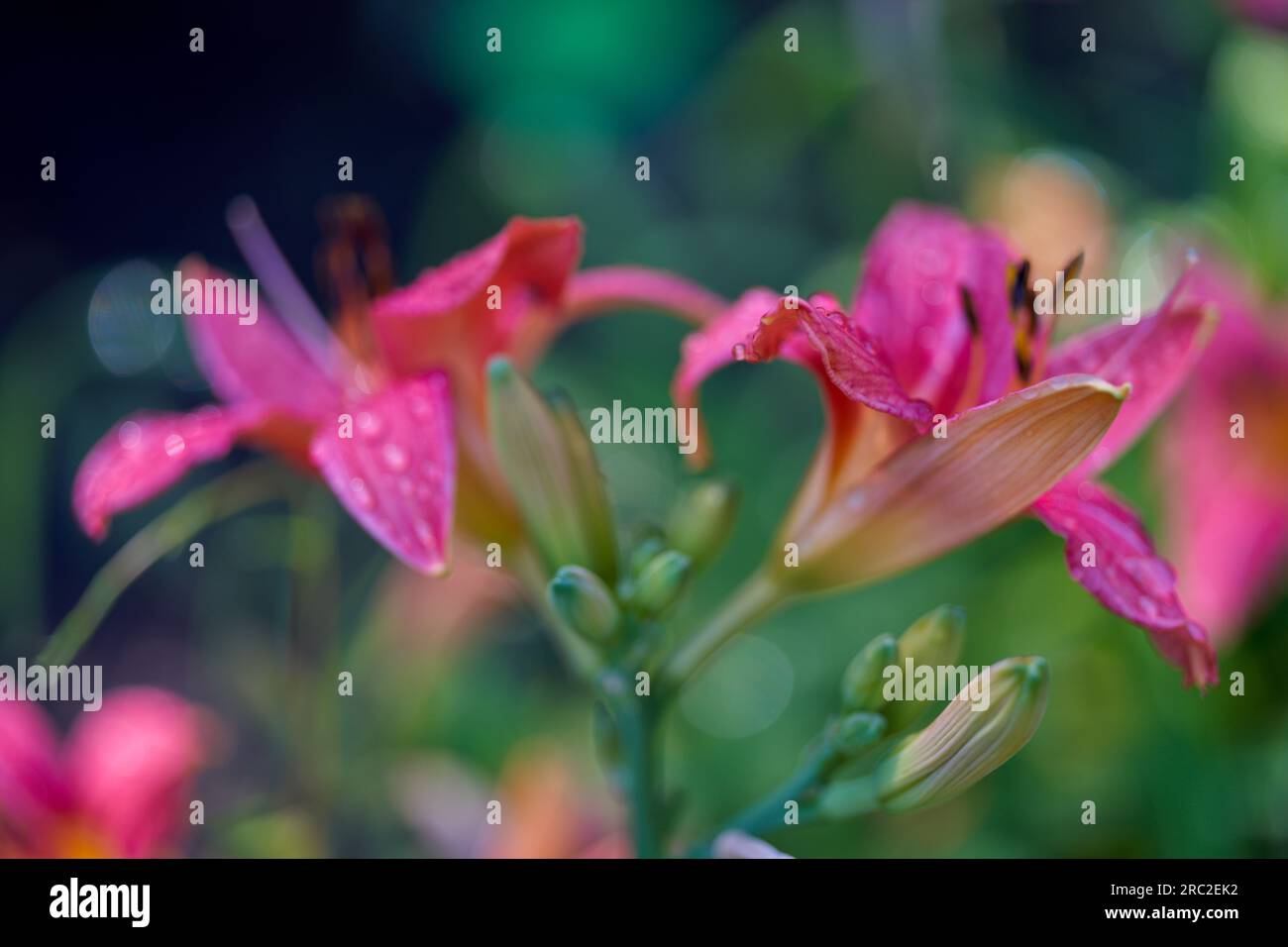 Lush colorful day lily flower close up with drops of water on it Stock ...