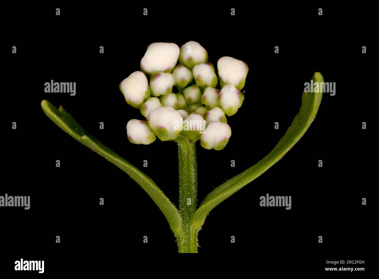 Corymb inflorescence hi-res stock photography and images - Alamy