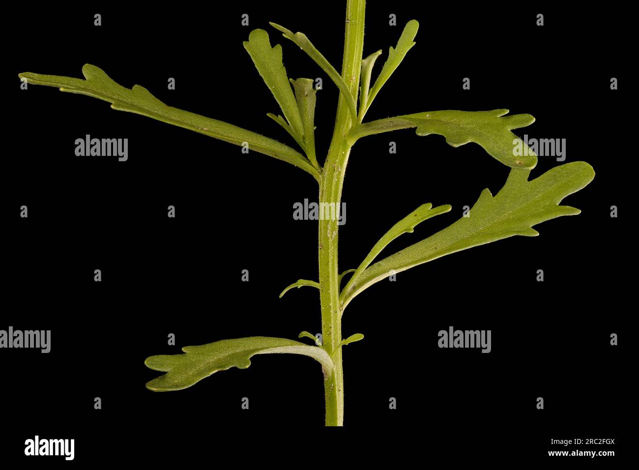 Ciliate Leaf