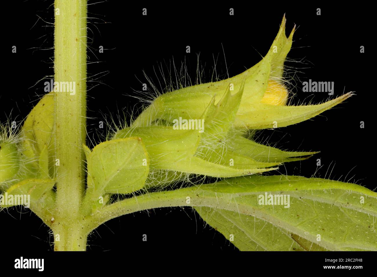 Three lobed lower lip hi-res stock photography and images - Alamy